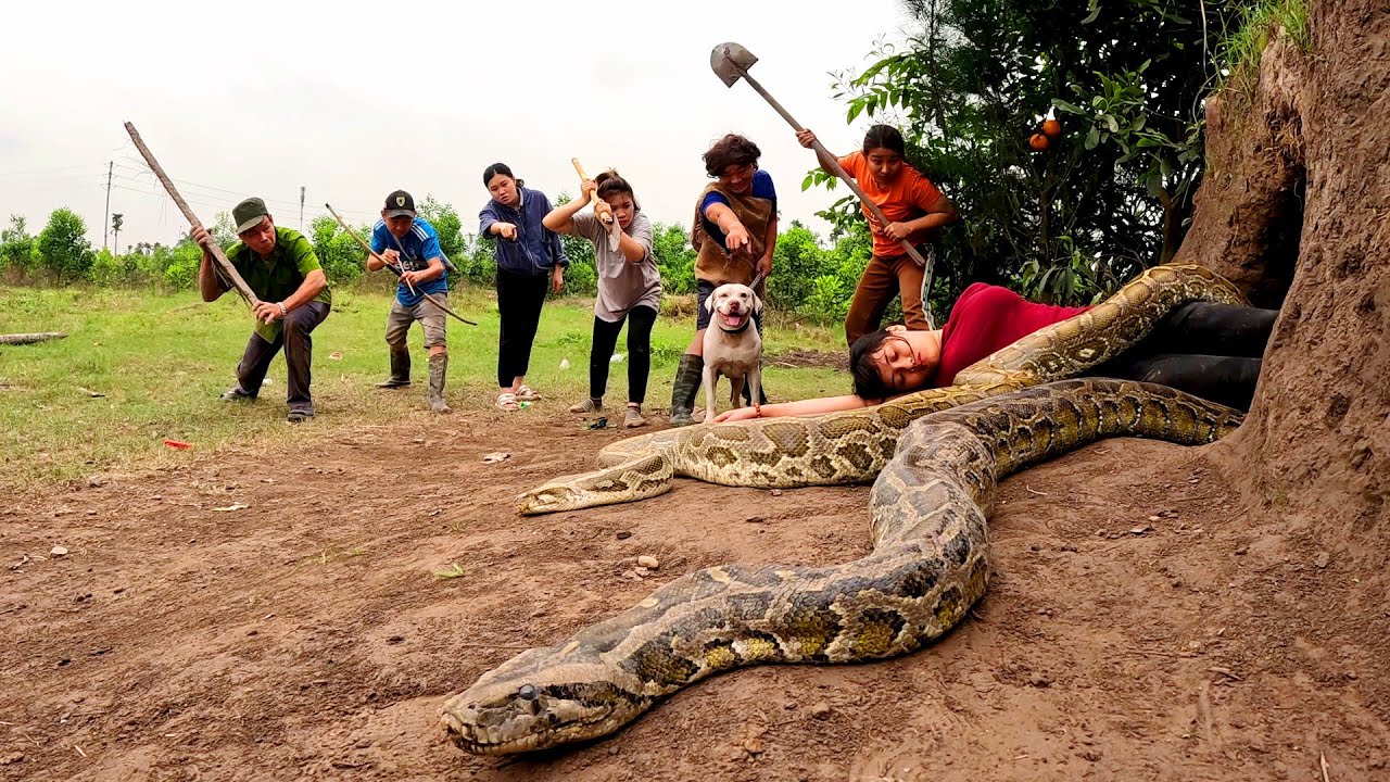6 chasseurs avec un chien pitbull affrontent 3 féroces pythons géants ...